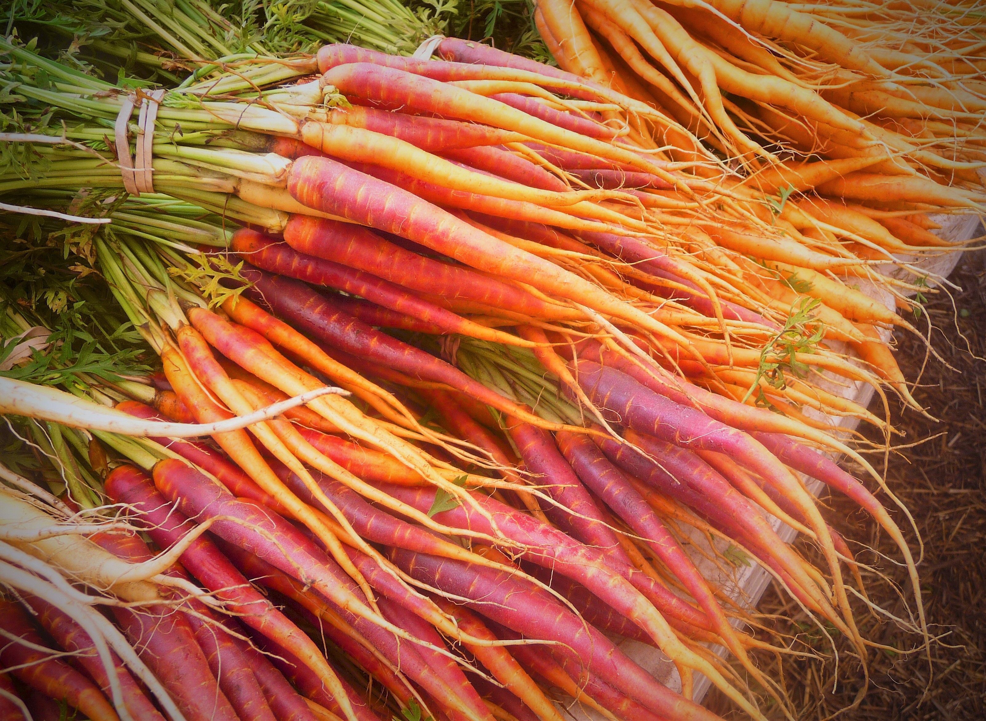 Za'atar Spiced Rainbow Carrots : Plants-Rule